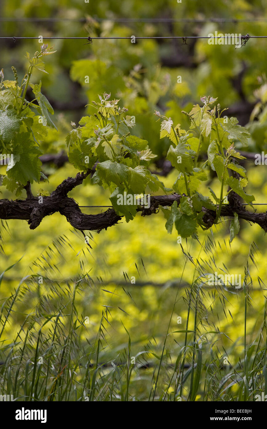 Vines growing on post and wire systems Stock Photo - Alamy