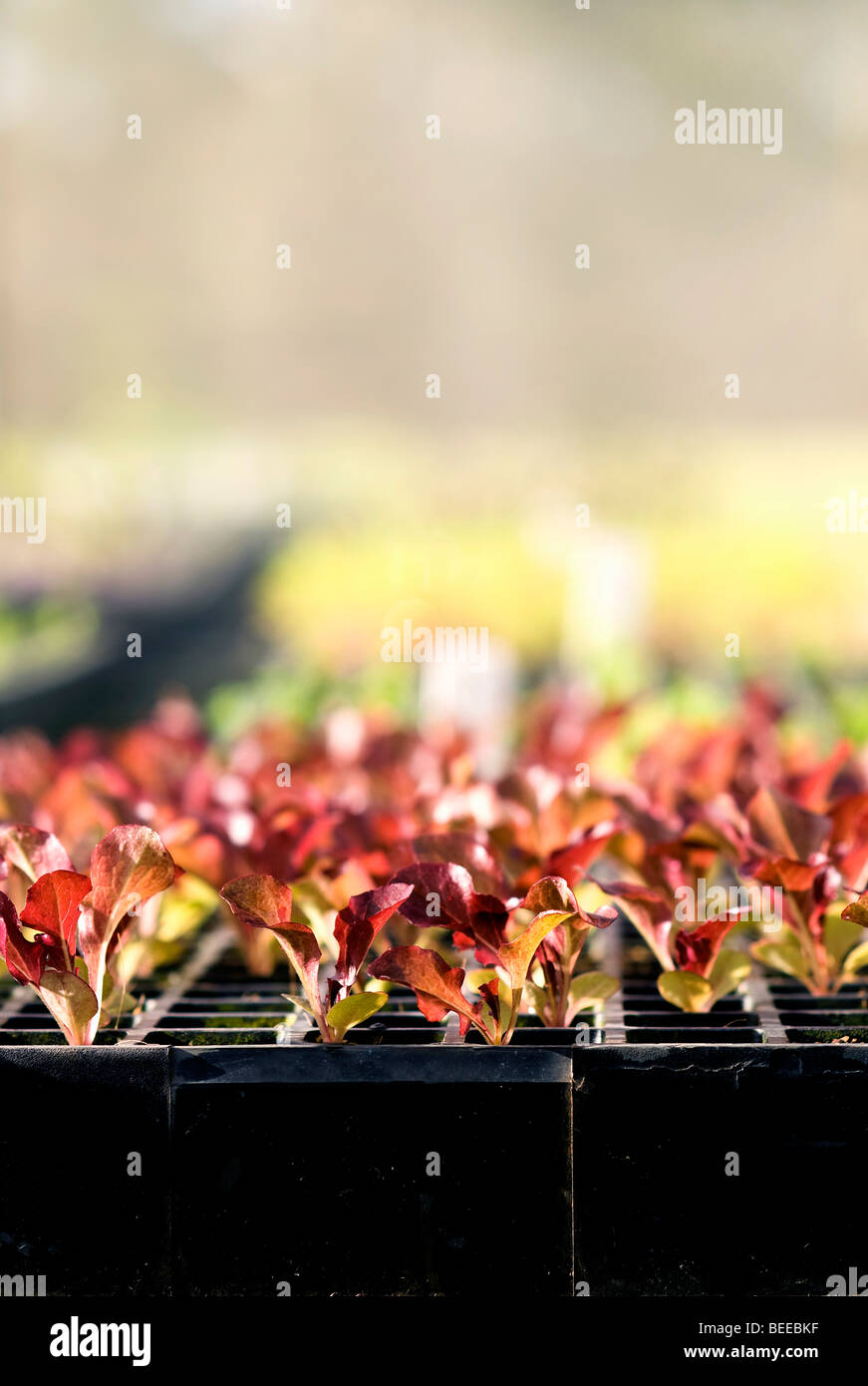 Cabbage seed hi-res stock photography and images - Alamy