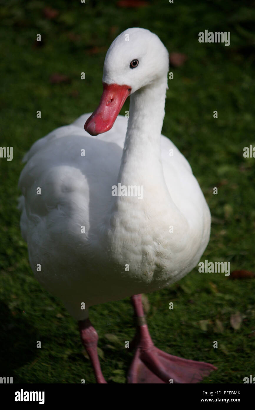 Swan feet hi-res stock photography and images - Alamy