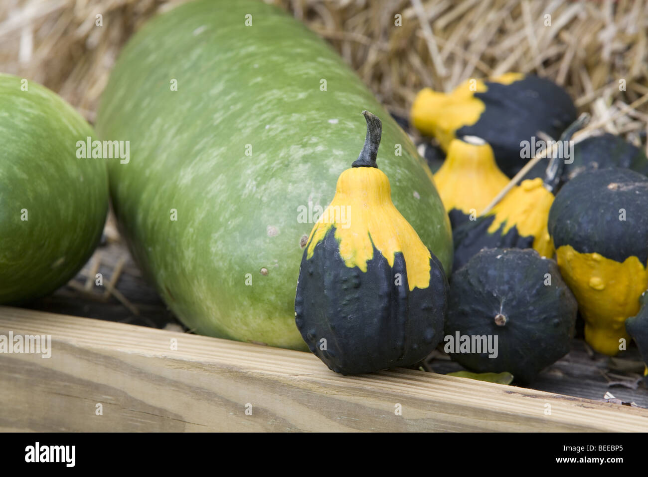 Decorative gourds hi-res stock photography and images - Alamy
