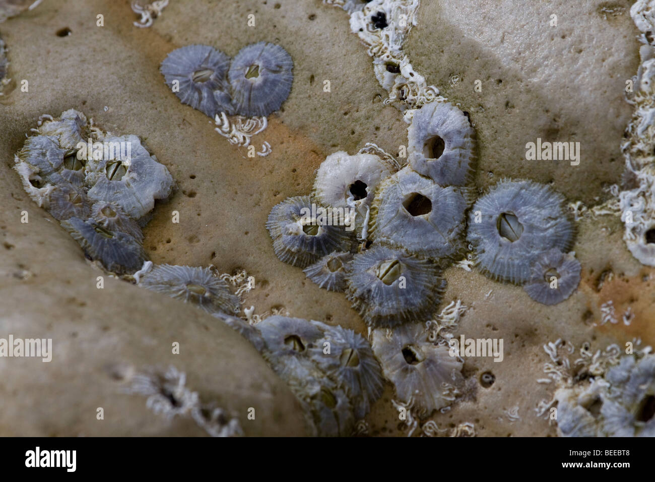 Old barnacles on rocks at the beach Stock Photo - Alamy