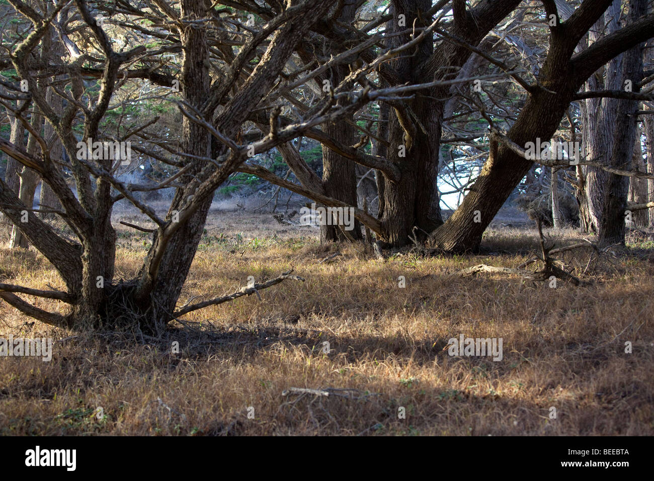 Pinus radiata hi-res stock photography and images - Alamy
