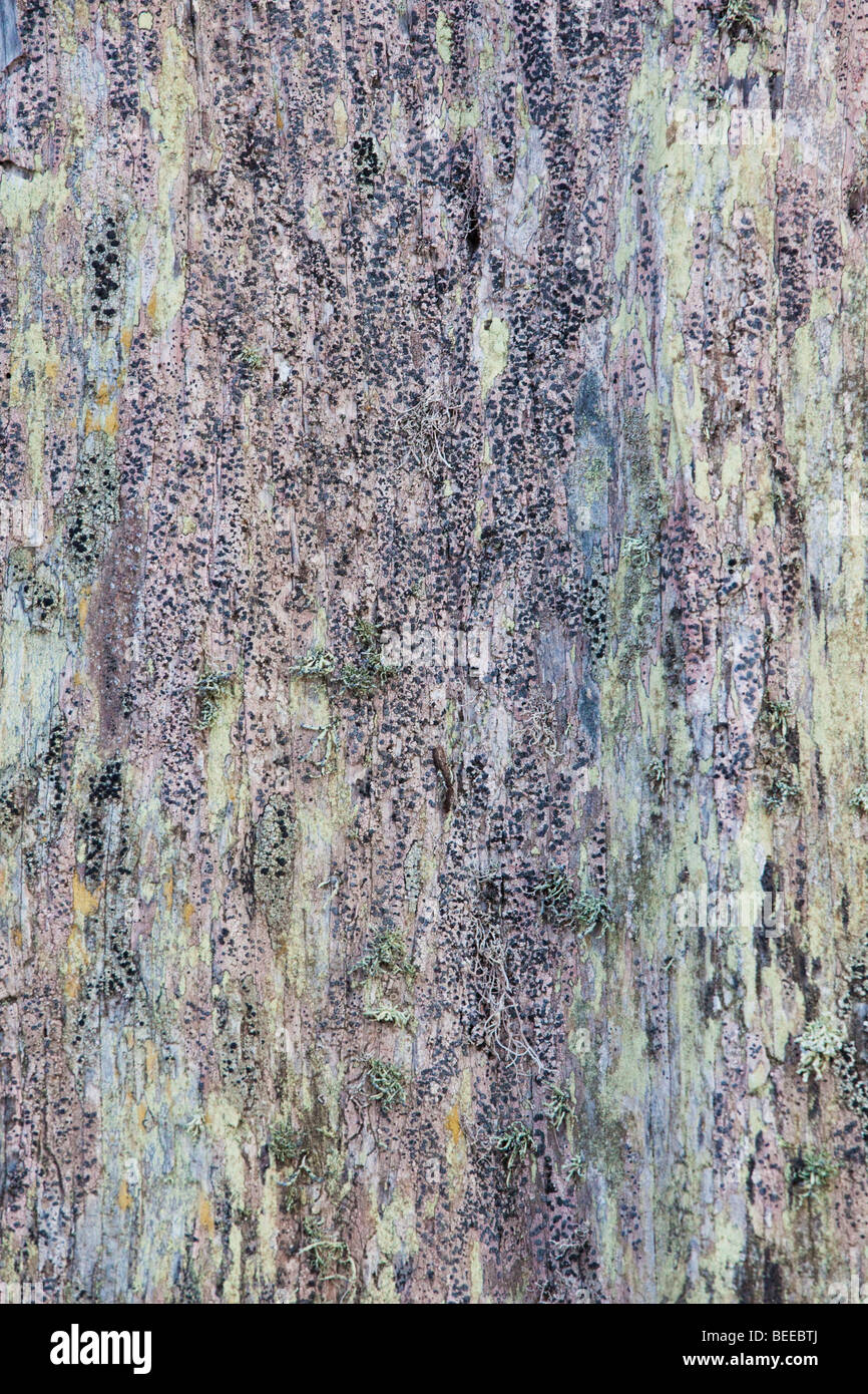 Monterey Cypress bark (Cupressus macrocarpa), Point Lobos State Reserve ...