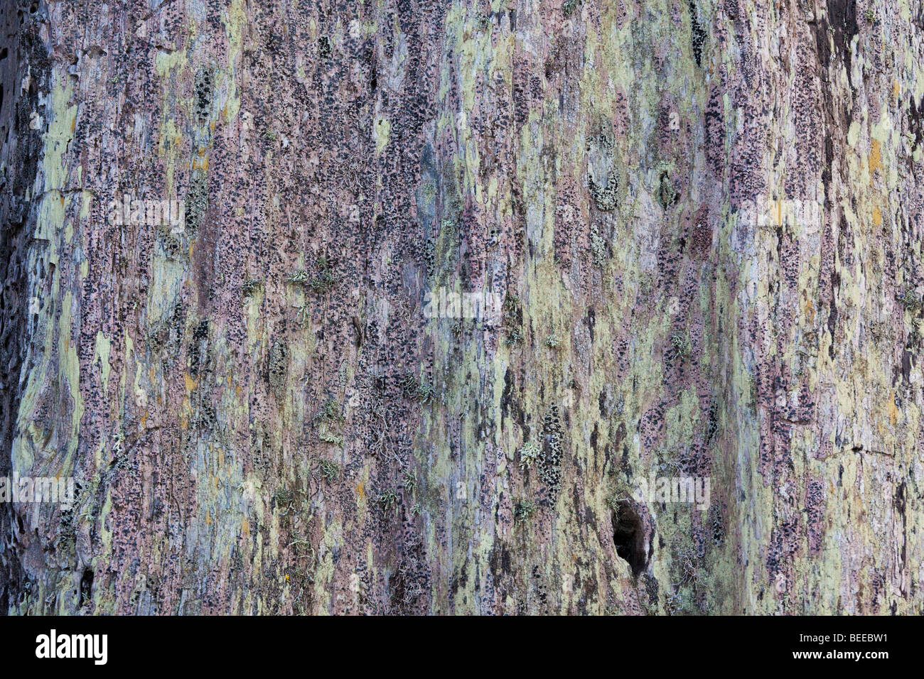 Monterey Cypress bark (Cupressus macrocarpa), Point Lobos State Reserve ...