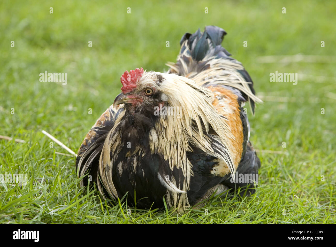 Rooster at farm hi-res stock photography and images - Alamy