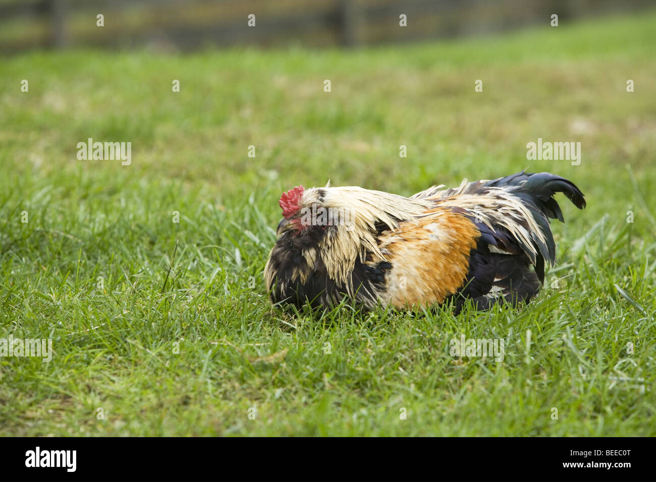 Rooster at farm hi-res stock photography and images - Alamy