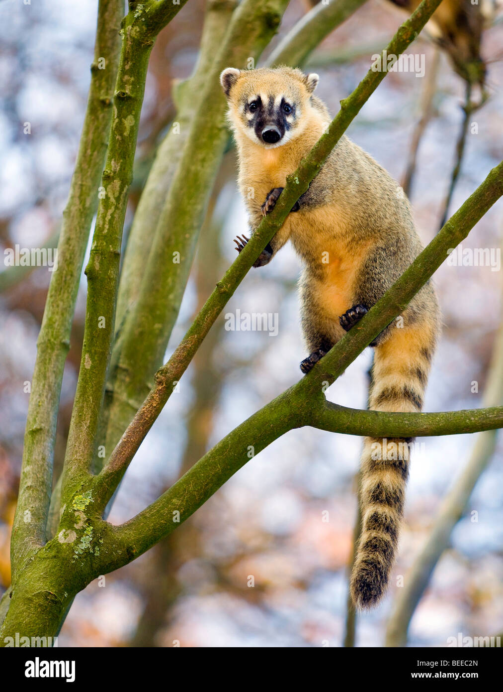 South American Coati (Nasua nasua) climbing a tree Stock Photo - Alamy