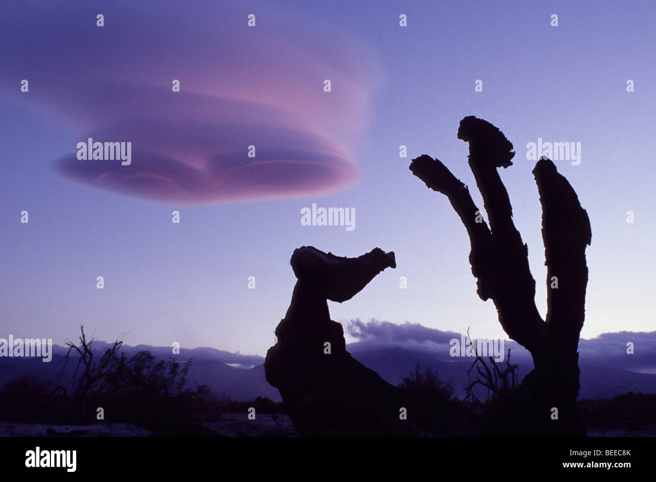 Purple Lenticular Altocumulus cloud (Altocumulus lenticularis) over the ...