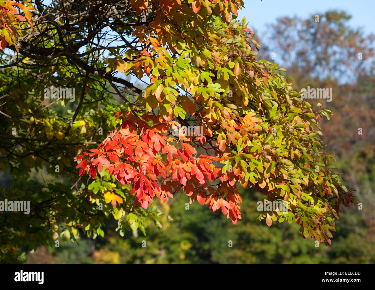 Silky sassafras tree blue sky fall season hi-res stock photography and ...