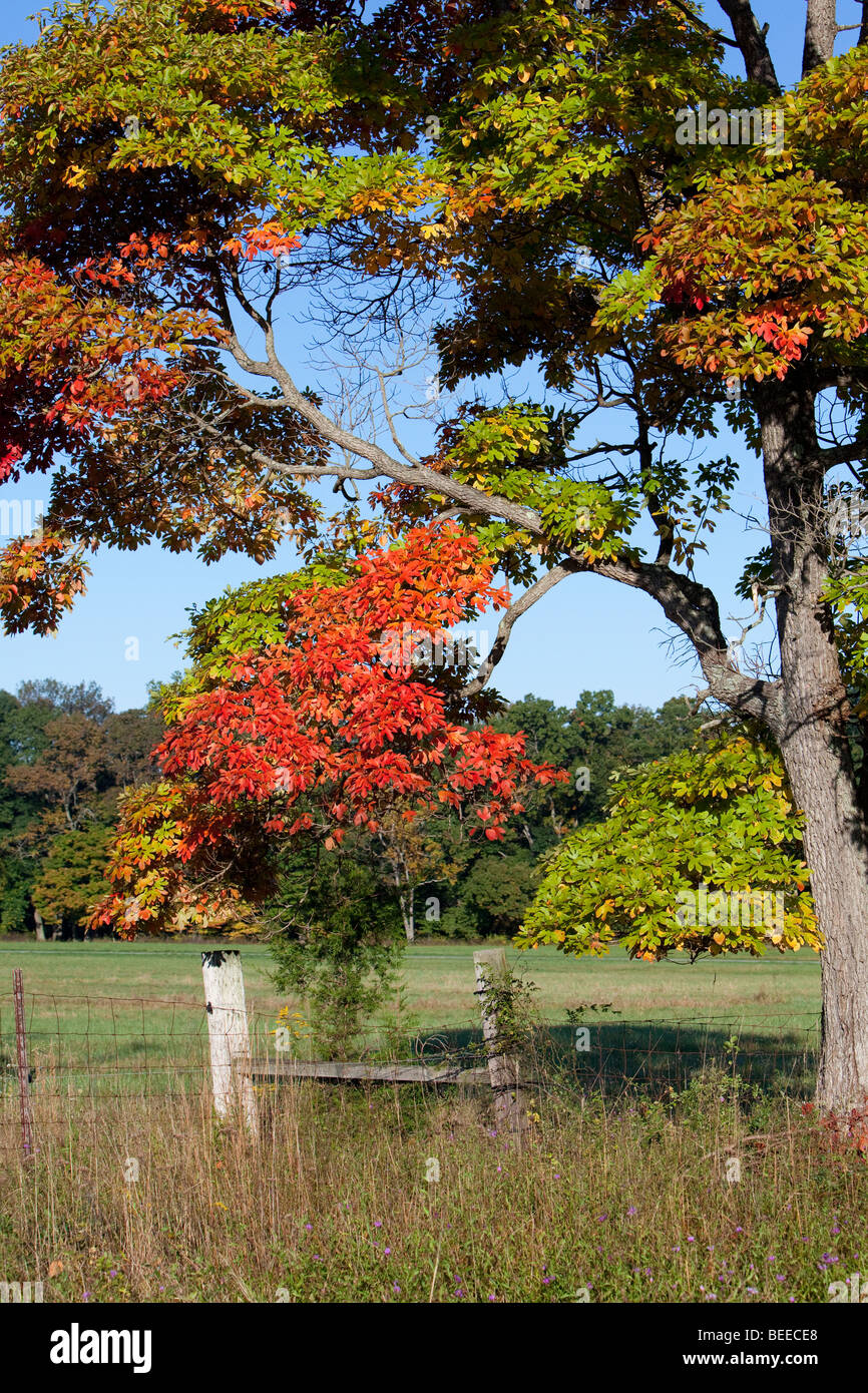 Sassafras tree hi-res stock photography and images - Alamy