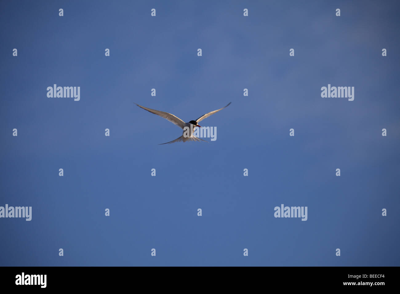 Arctic Tern Flying Stock Photo - Alamy