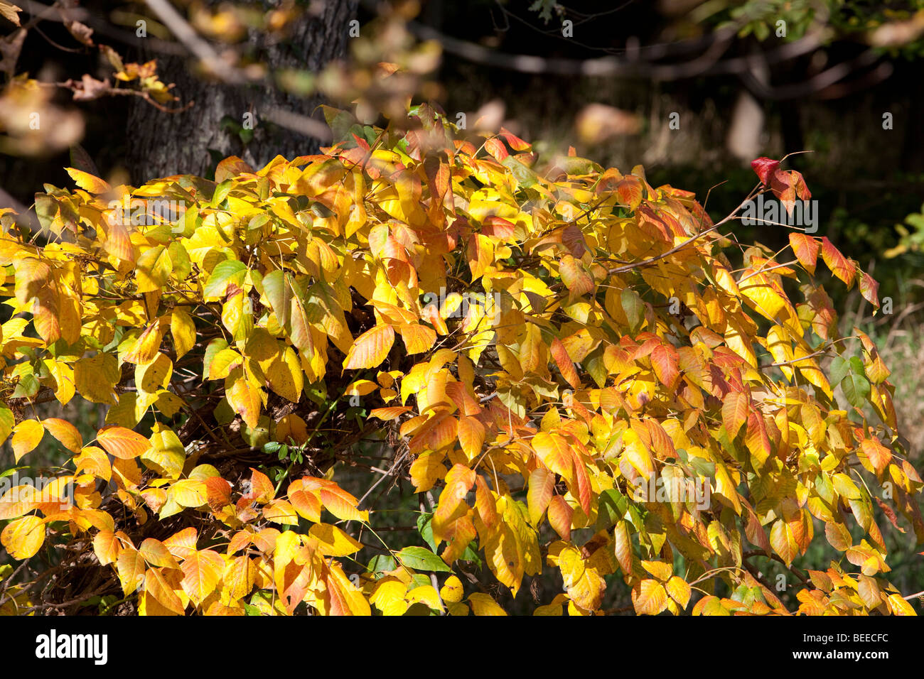 Poison ivy in fall autumn color colour Stock Photo - Alamy