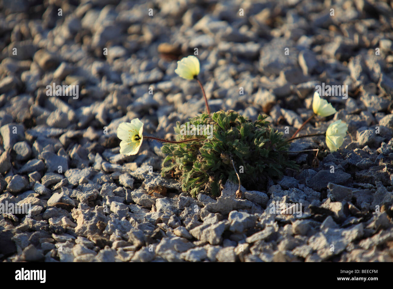 Arctic poppy hi-res stock photography and images - Alamy