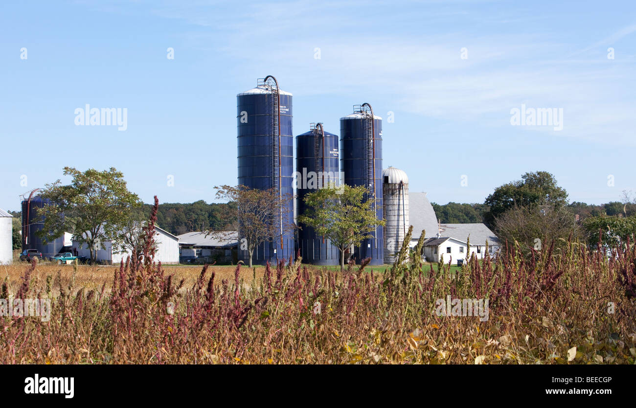 A farm and three blue silos and out buildings shot against a blue sky ...