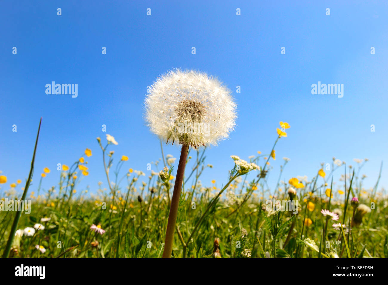 Dandelion clock and blue sky hi-res stock photography and images - Alamy