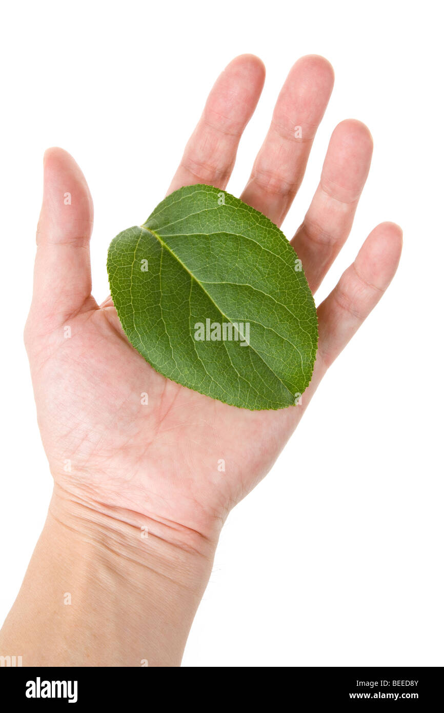 Hand with leaf hi-res stock photography and images - Alamy