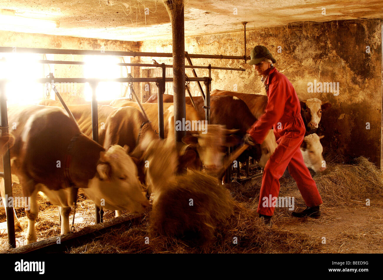 Farm hand feeding cows in the barn, Eckental, Middle Franconia, Bavaria ...