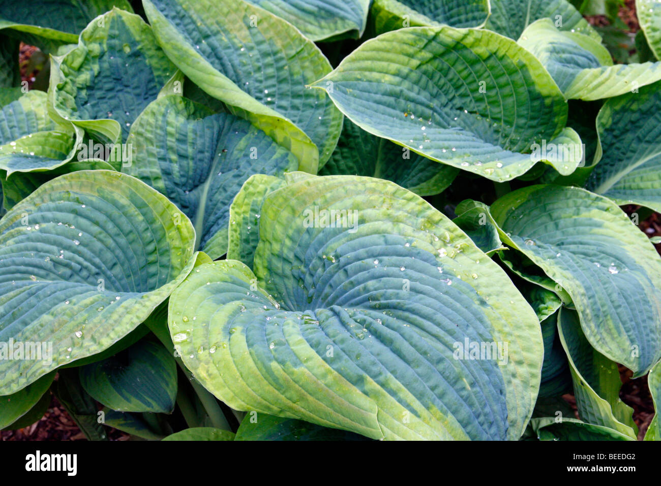 Hosta frances williams hi-res stock photography and images - Alamy