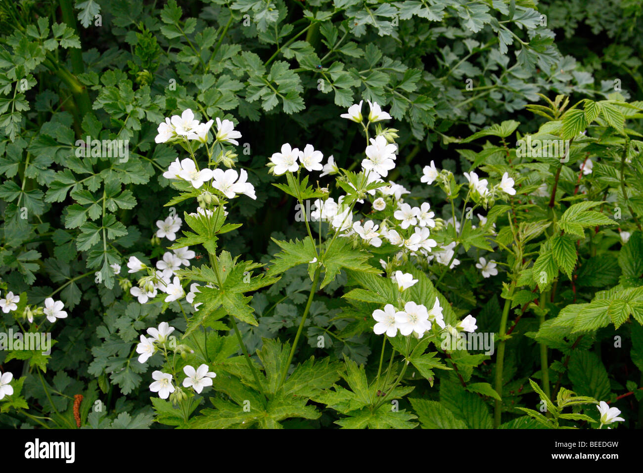 Geranium sylvaticum hi-res stock photography and images - Alamy