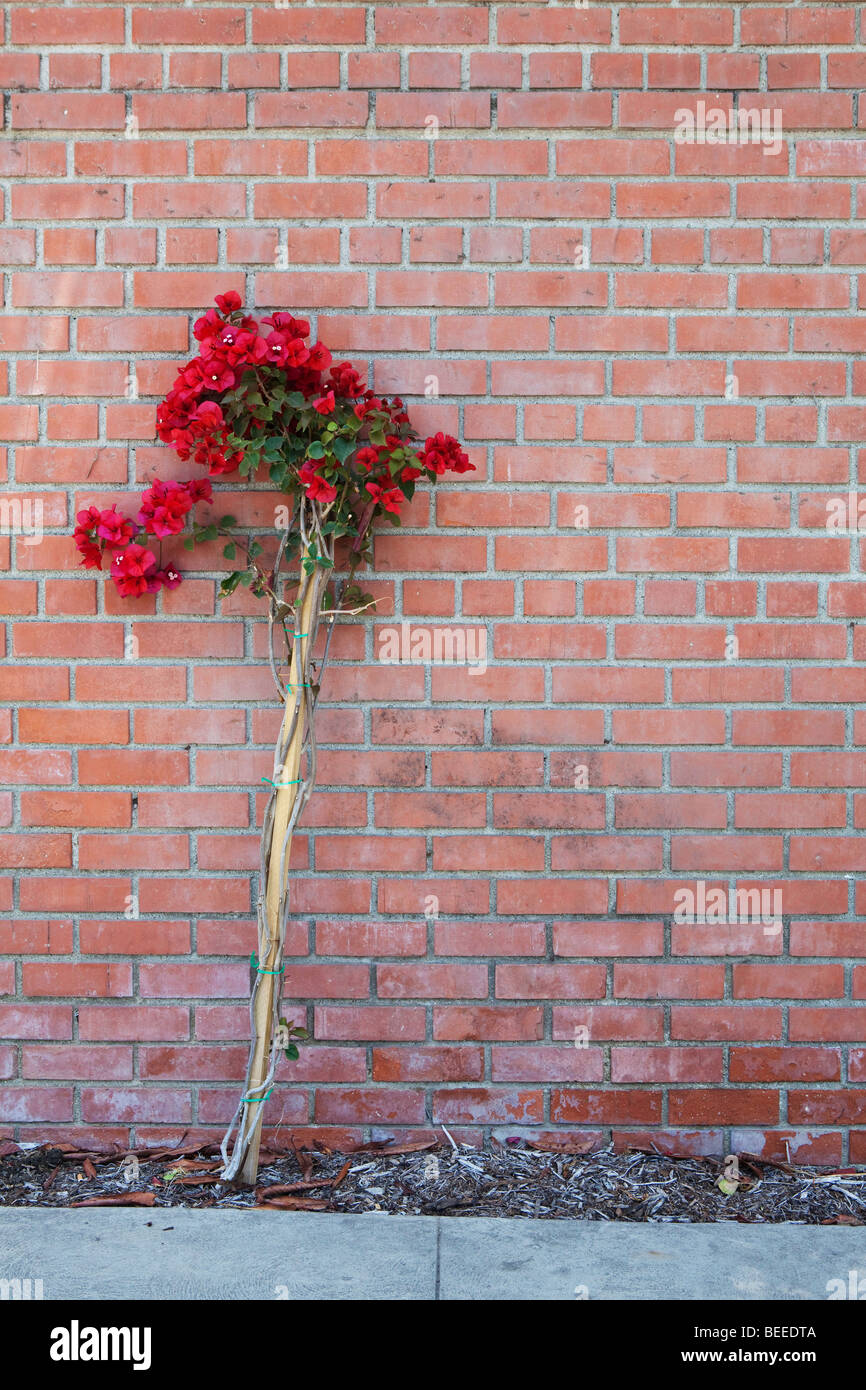 Red brick wall with flowers hi-res stock photography and images - Alamy