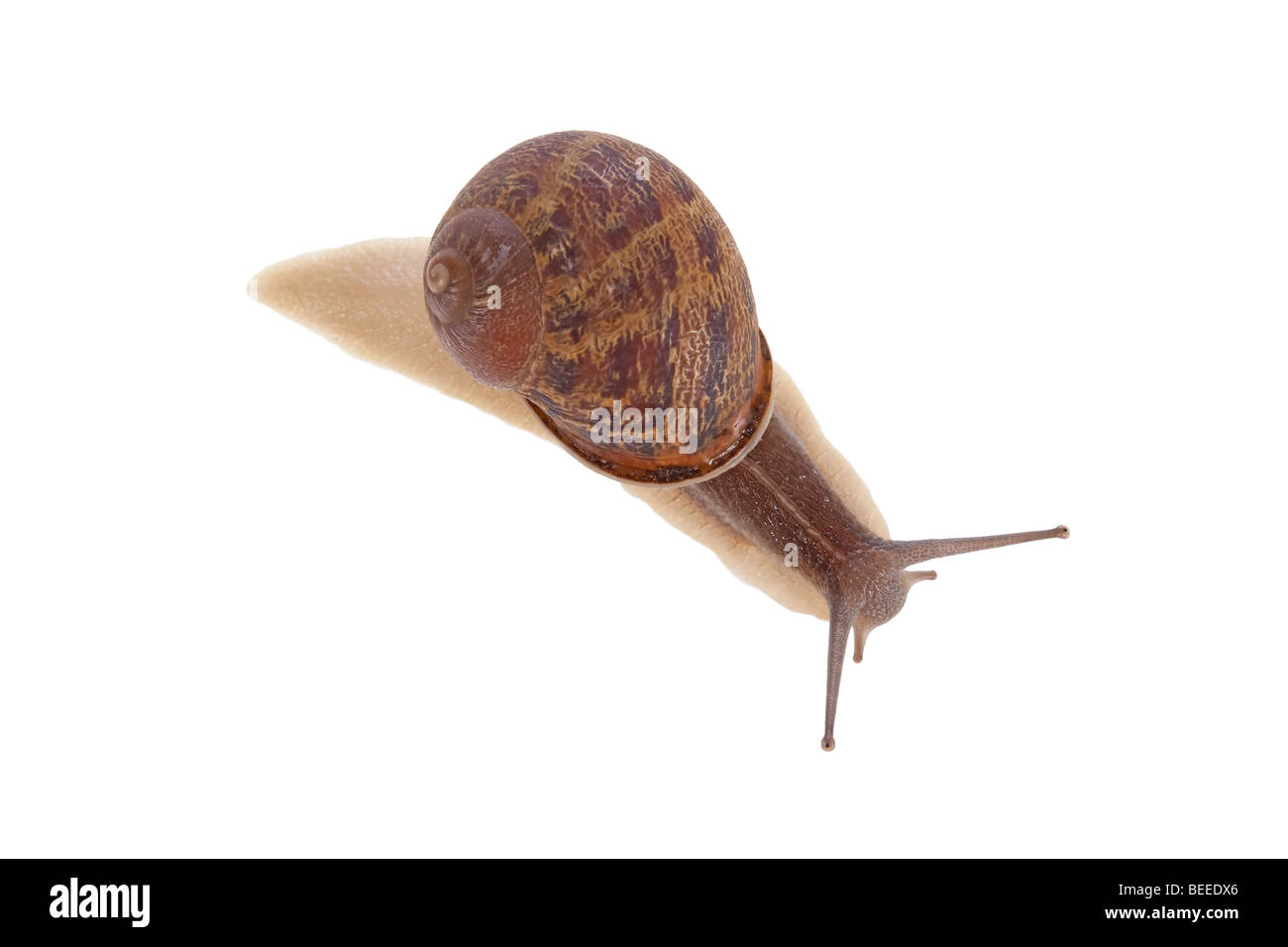 Garden snail slow helix aspersa top view Cut Out Stock Images ...