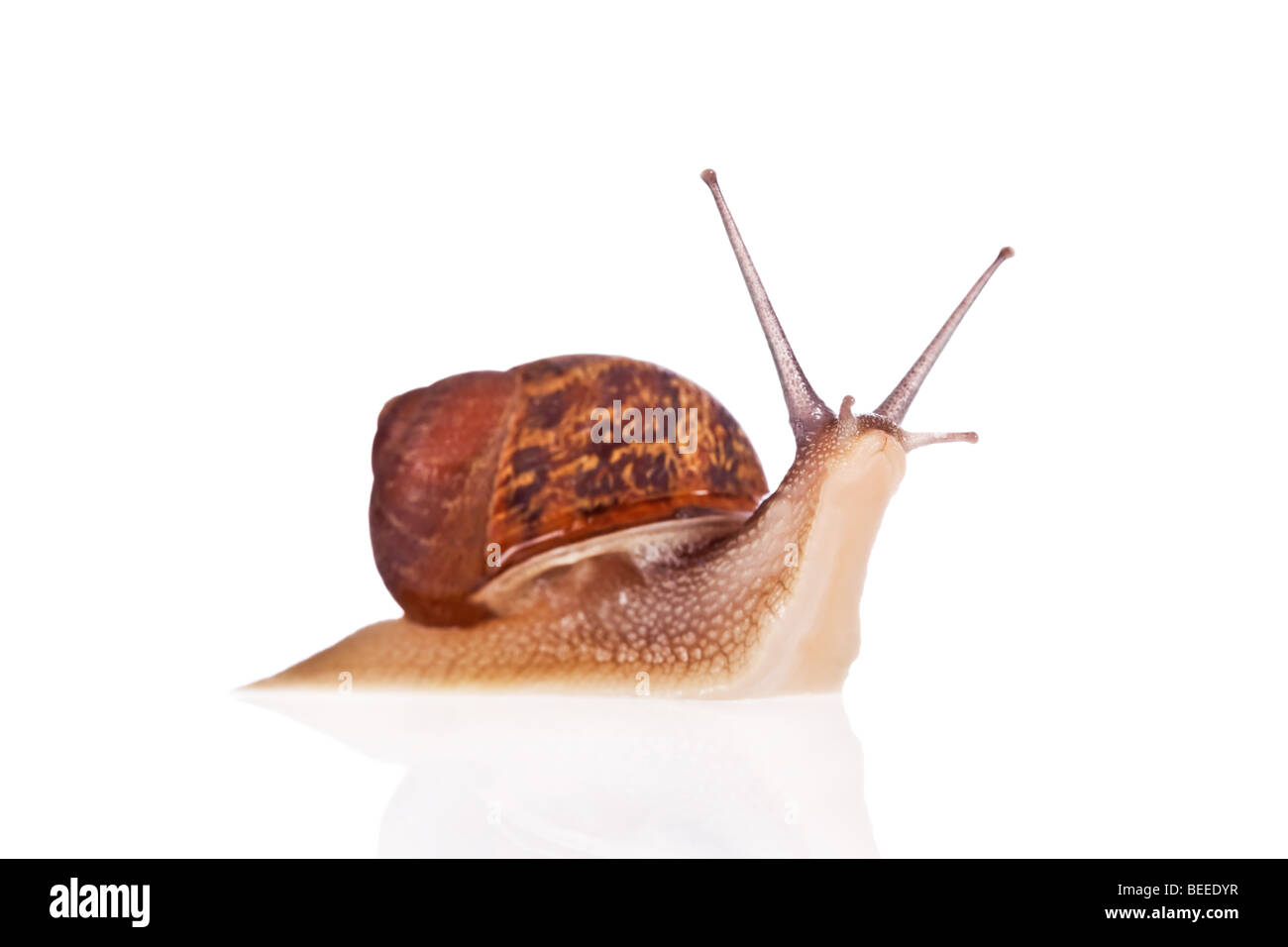 Garden snail looking up isolated on a white background Stock Photo - Alamy