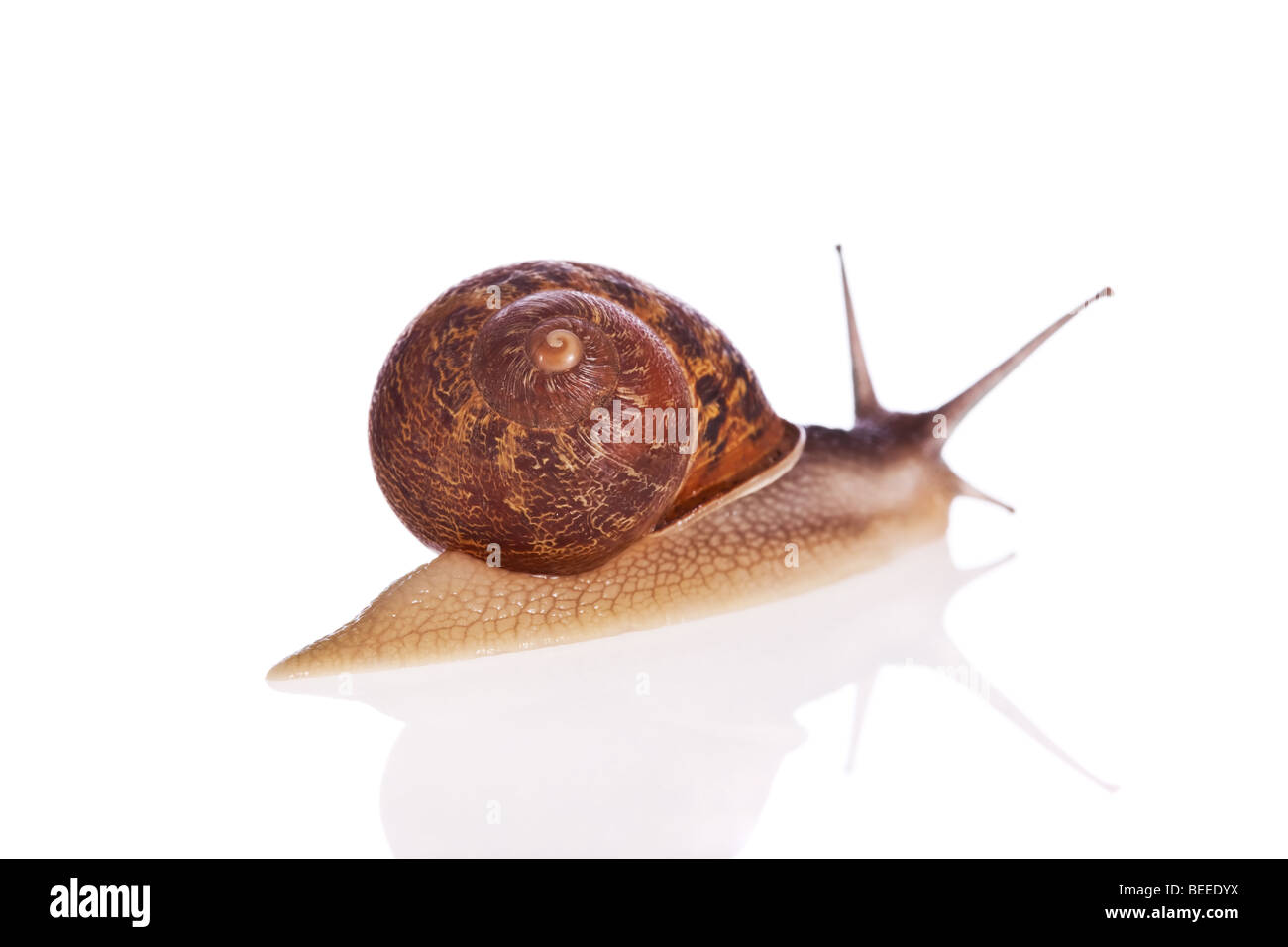 Garden snail (focus on shell) isolated on a white background Stock ...