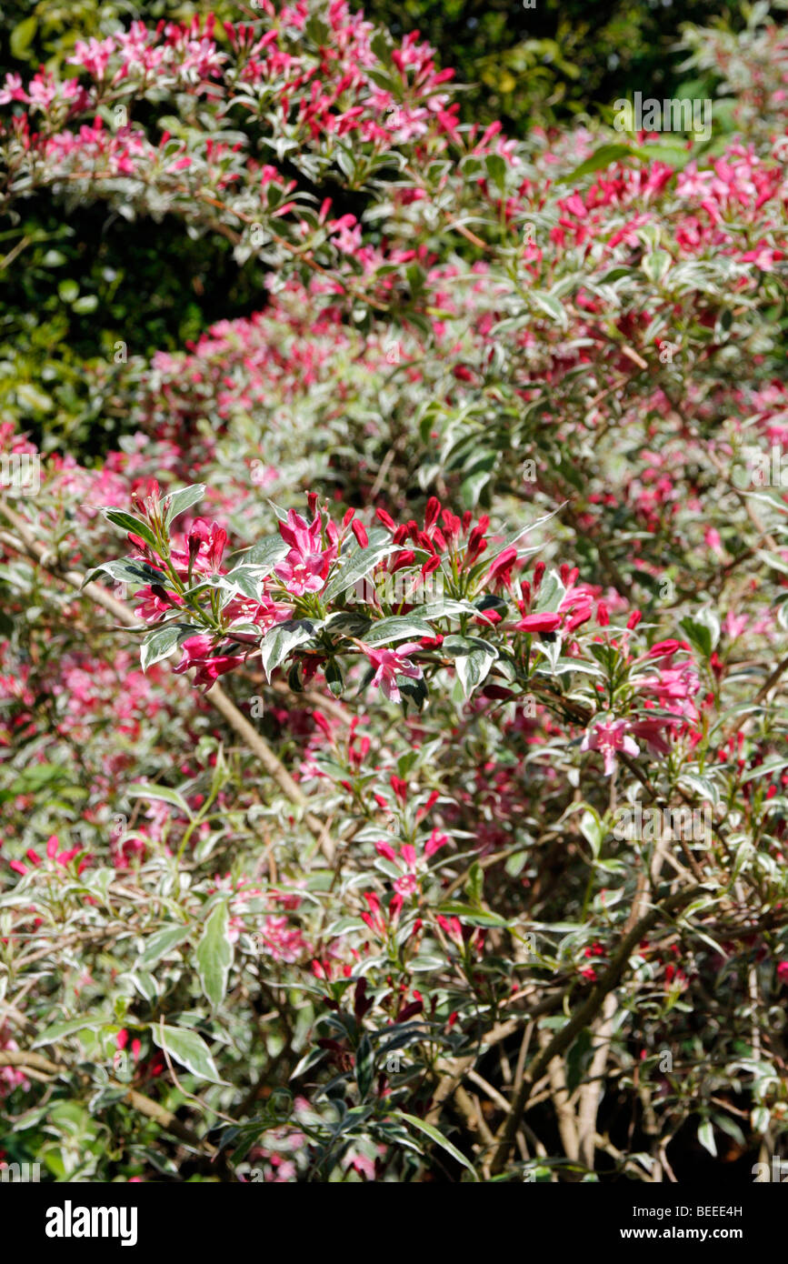 Florida variegata hi-res stock photography and images - Alamy