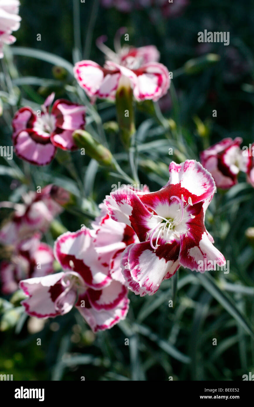 Dianthus raspberry swirl hi-res stock photography and images - Alamy