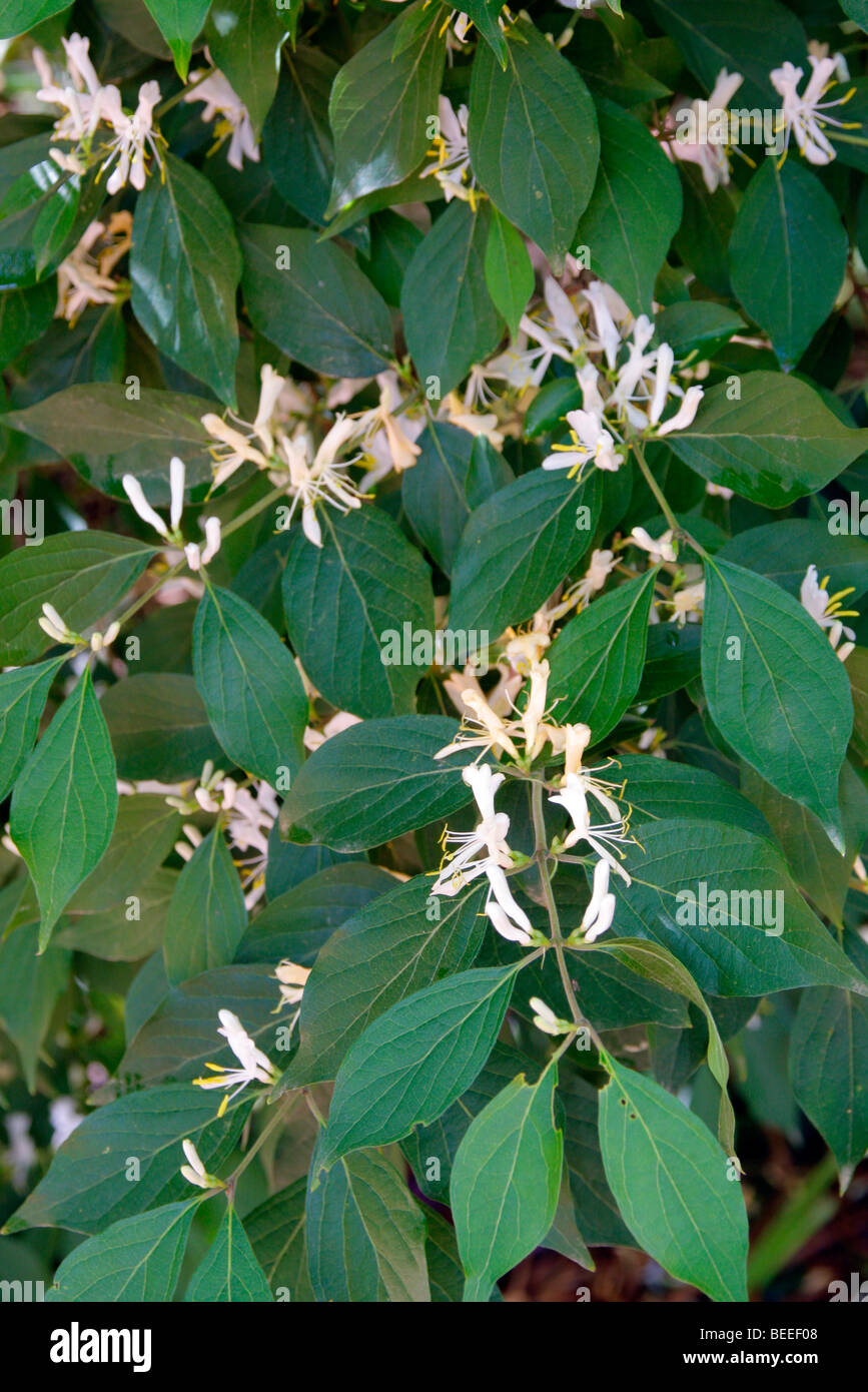 Maackii hi-res stock photography and images - Alamy