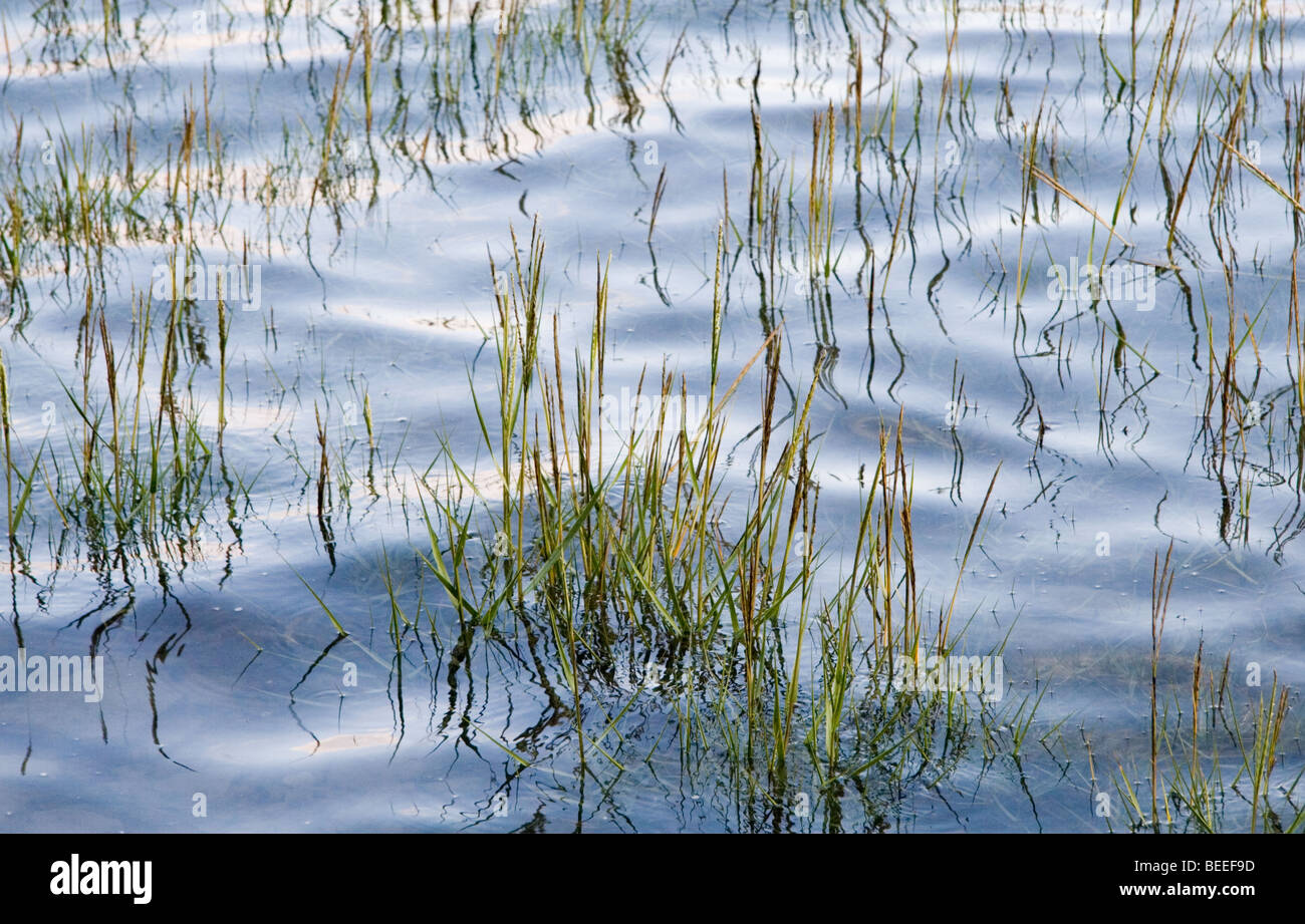 Marsh Grasses Stock Photos & Marsh Grasses Stock Images - Alamy