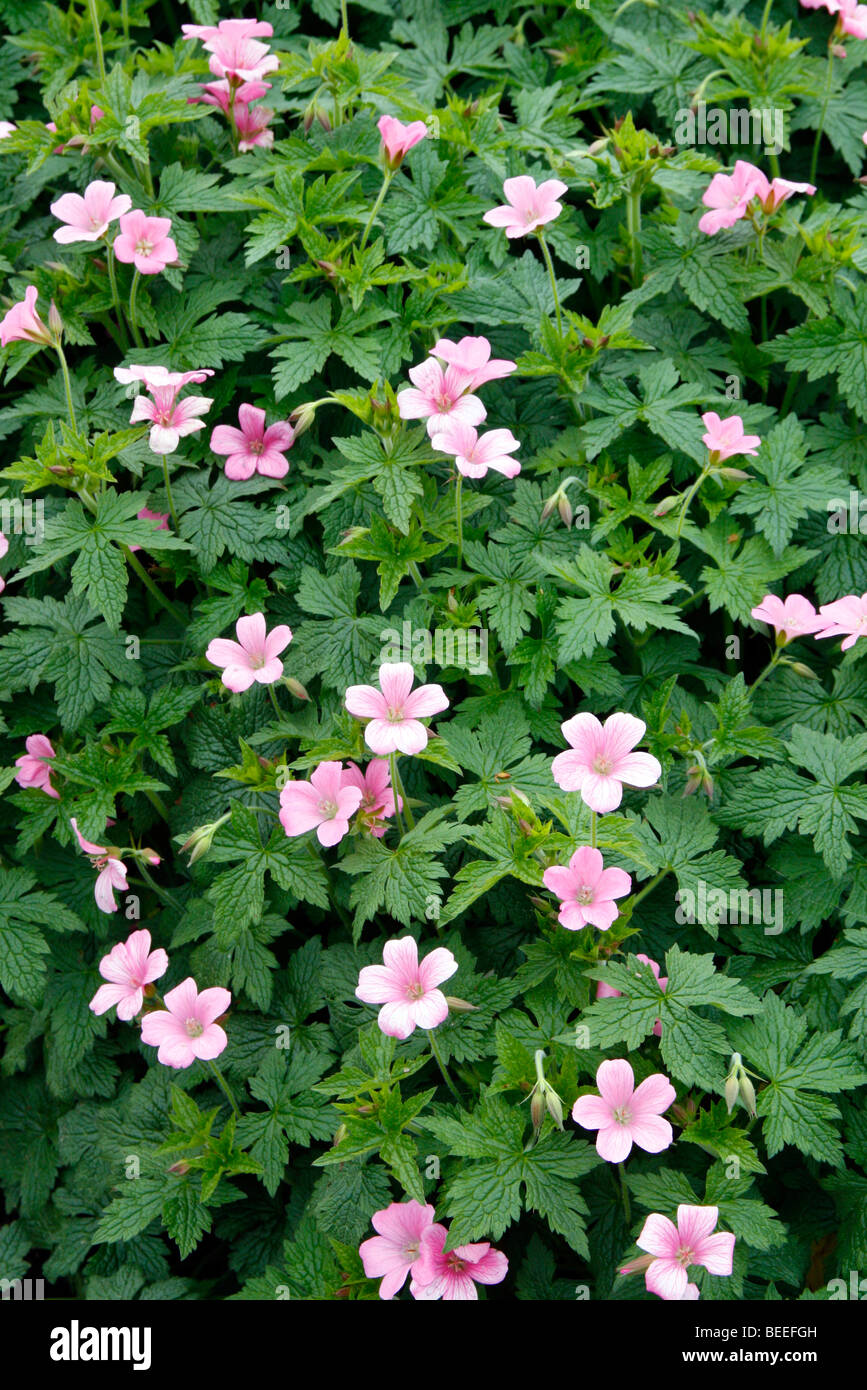 Geranium Oxonianum Wargrave Pink High Resolution Stock Photography and ...