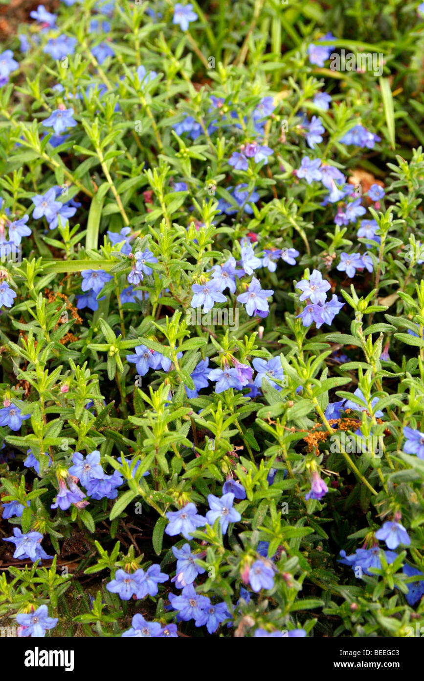 Lithospermum heavenly blue hi-res stock photography and images - Alamy