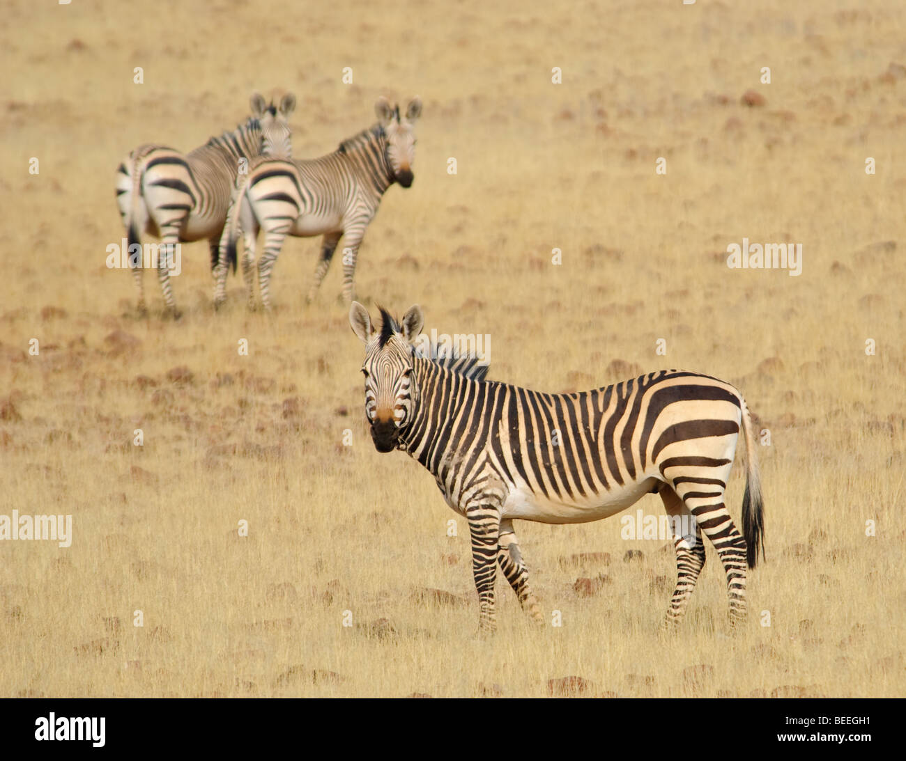 Zebra Family Portrait Stock Photo - Alamy