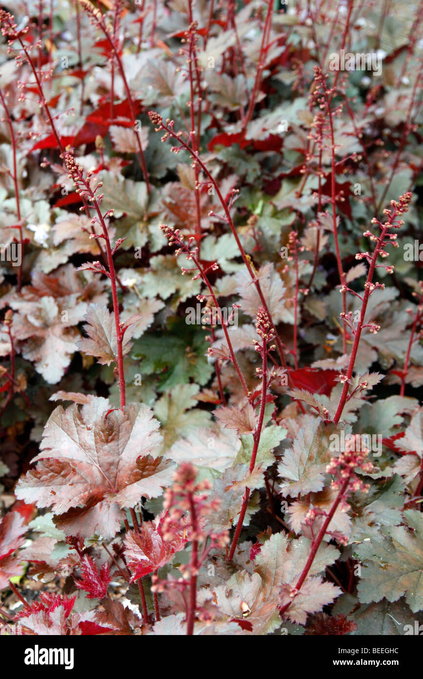 Heuchera 'Chocolate Ruffles' AGM Stock Photo - Alamy