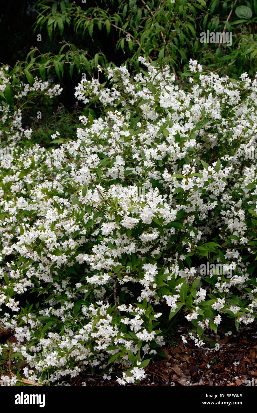 Deutzia gracilis Stock Photo - Alamy