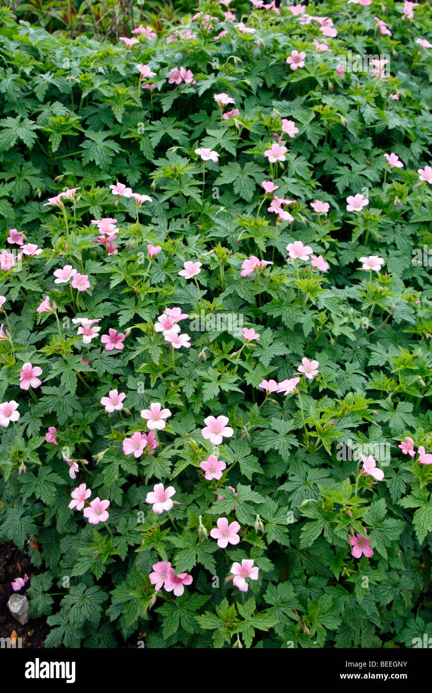 Geranium Oxonianum Wargrave Pink High Resolution Stock Photography and ...