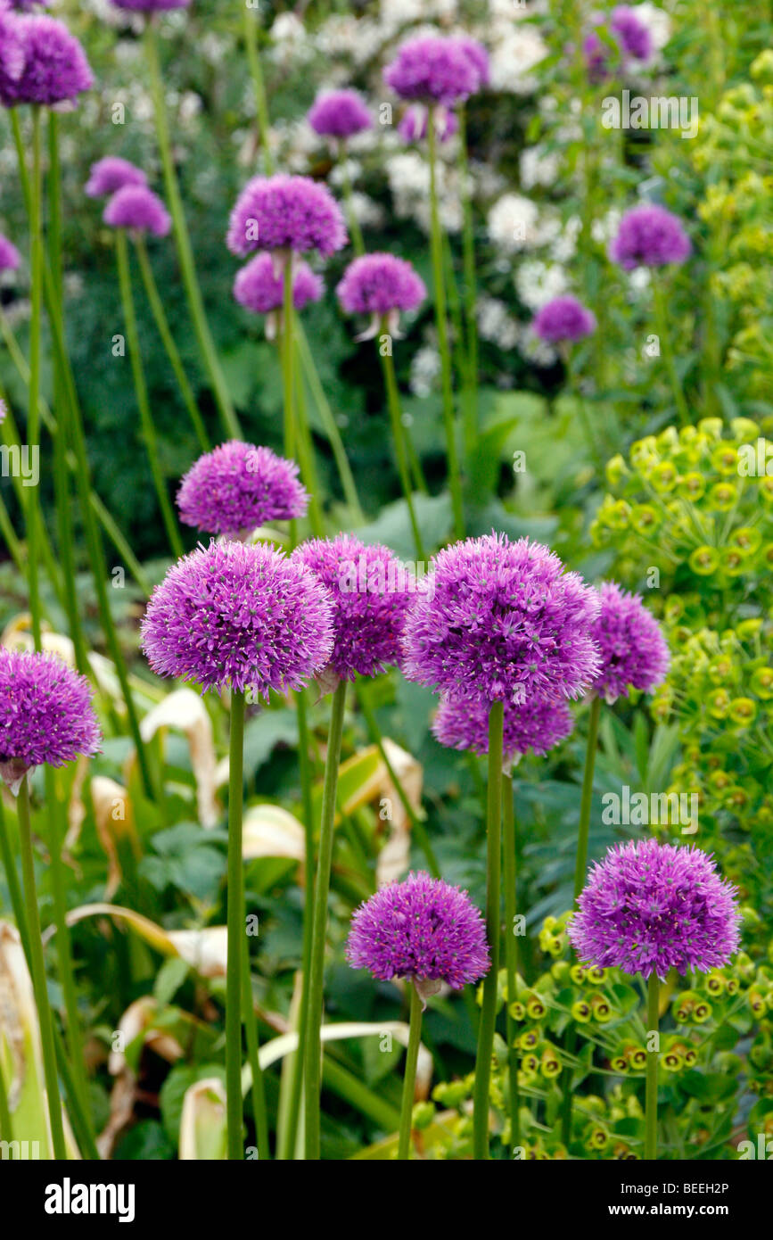 allium-his-excellency-stock-photo-alamy