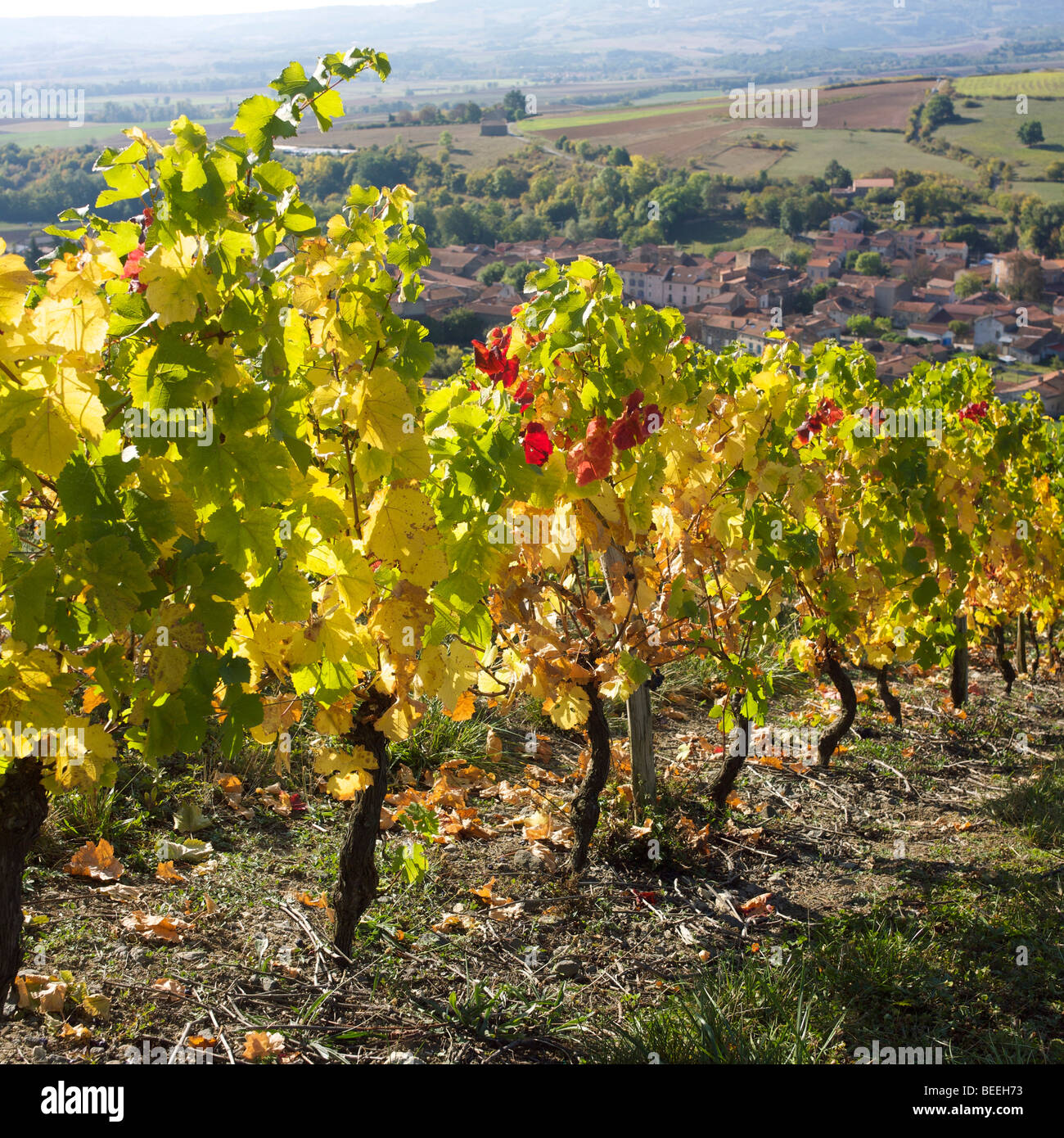 French vineyard hi-res stock photography and images - Alamy