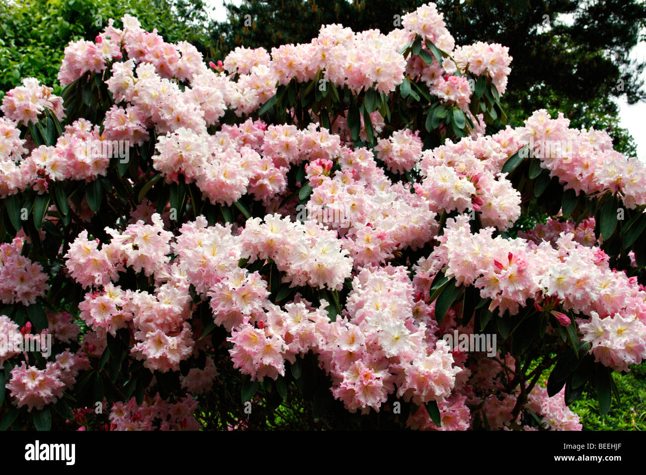 Rhododendron hybrid hi-res stock photography and images - Alamy