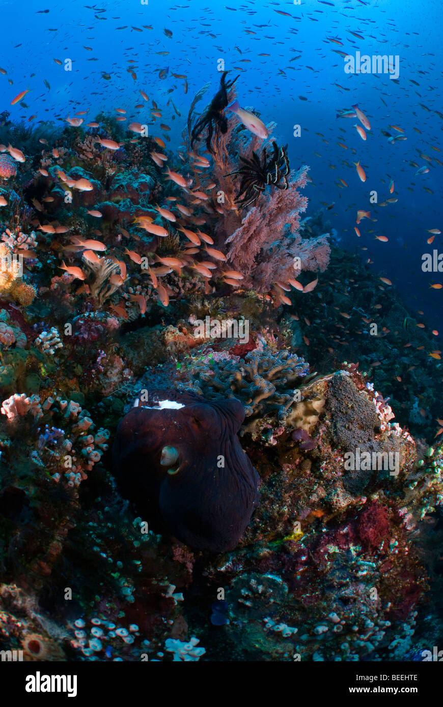 Octopus on the coral reef under water Stock Photo - Alamy