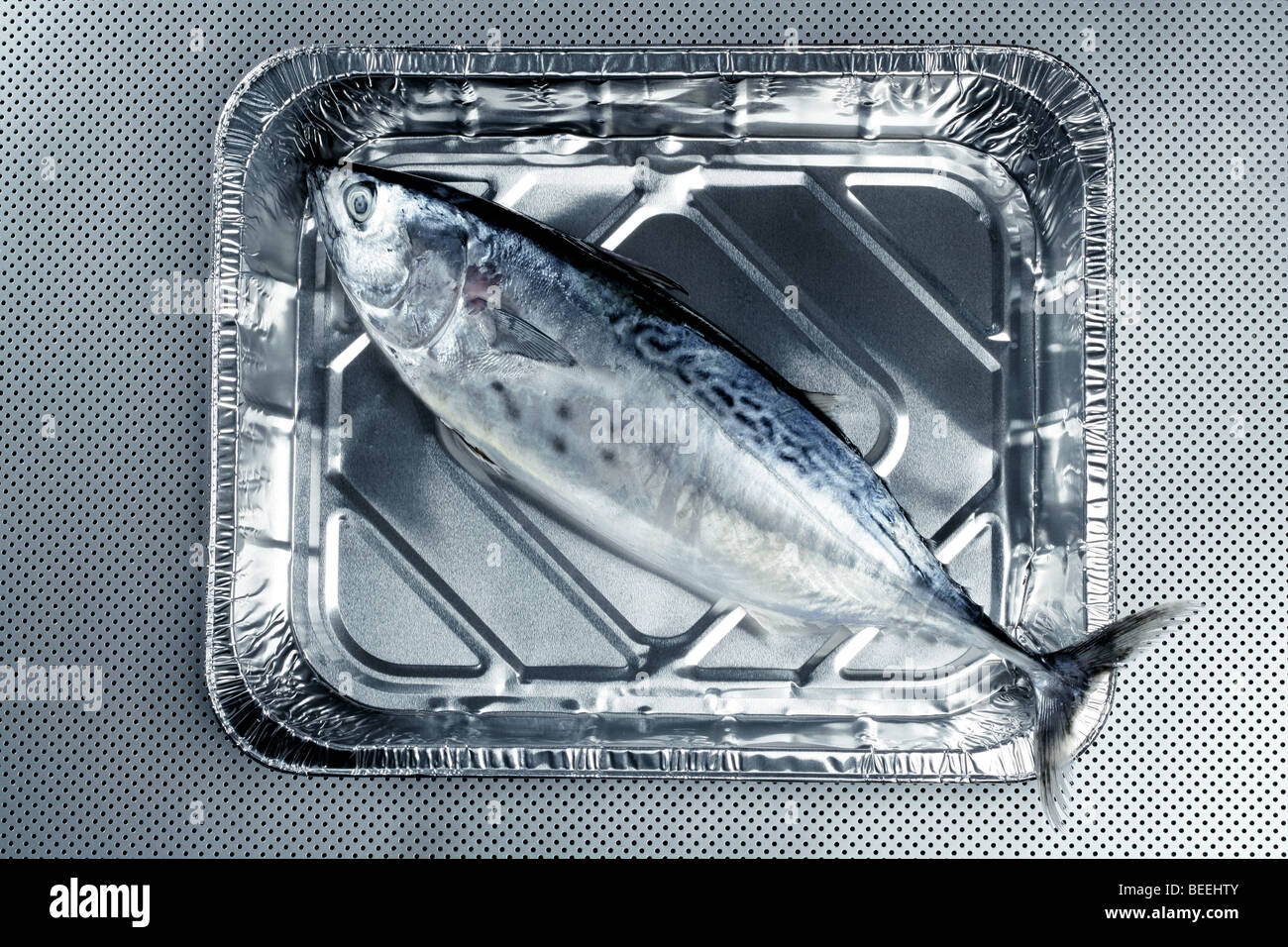 Euthynnus alletteratus, called false albacore from Mediterranean sea ...