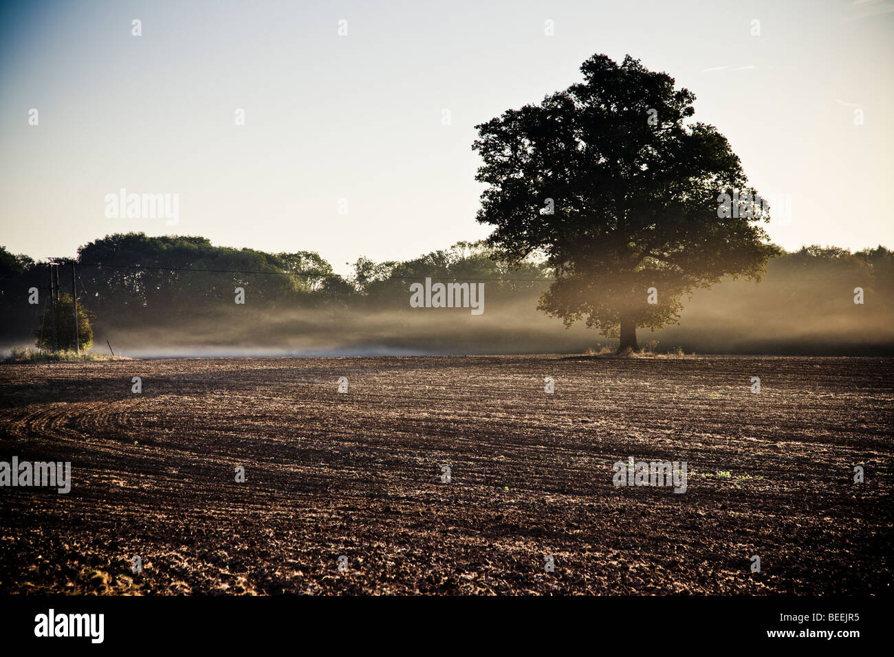 An old deciduous tree stands in a ploughed field with a thin layer of ...