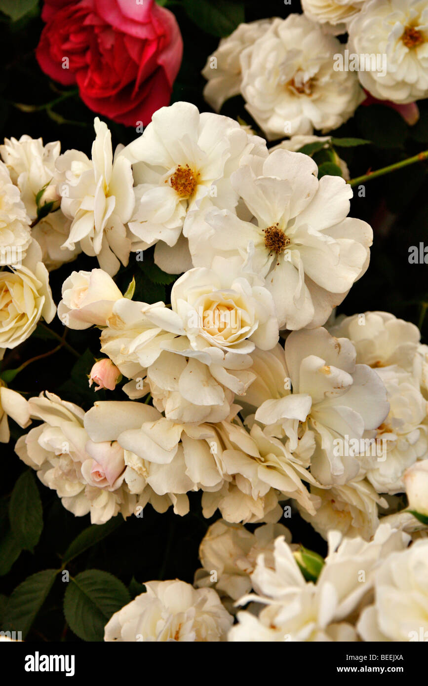 Rosa 'Prosperity' AGM Hybrid Musk Rose Stock Photo - Alamy