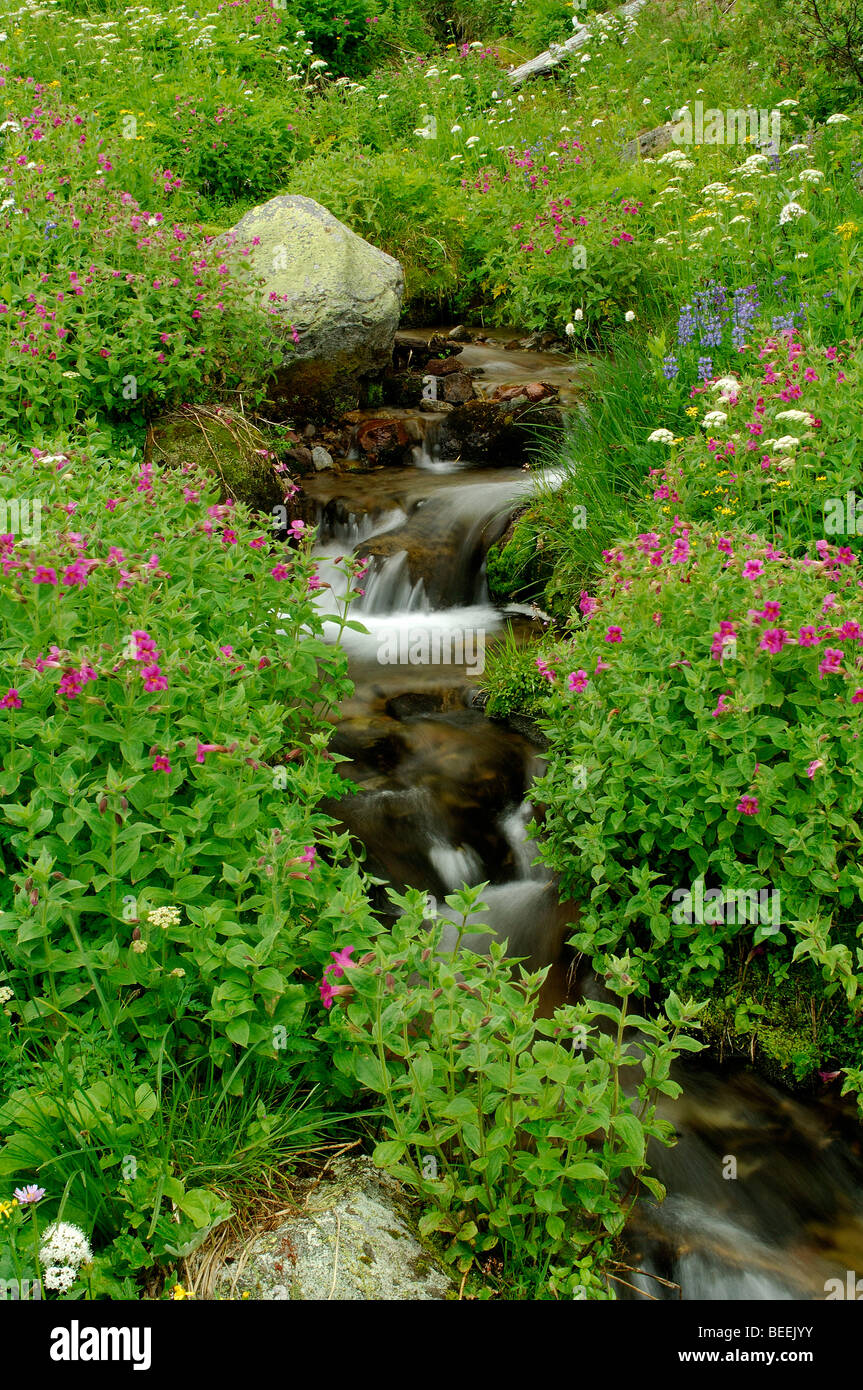 Wildflowers, along small stream Stock Photo - Alamy