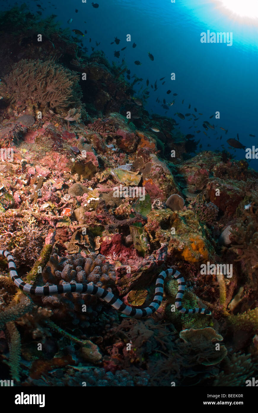 Sea snake reef hi-res stock photography and images - Alamy