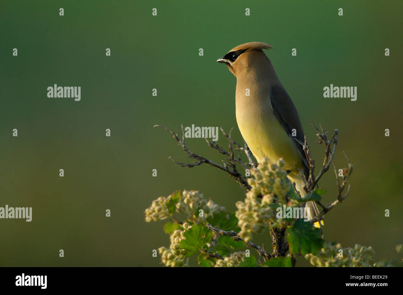 Cedar waxwing (Bombycilla cedrorum Stock Photo - Alamy