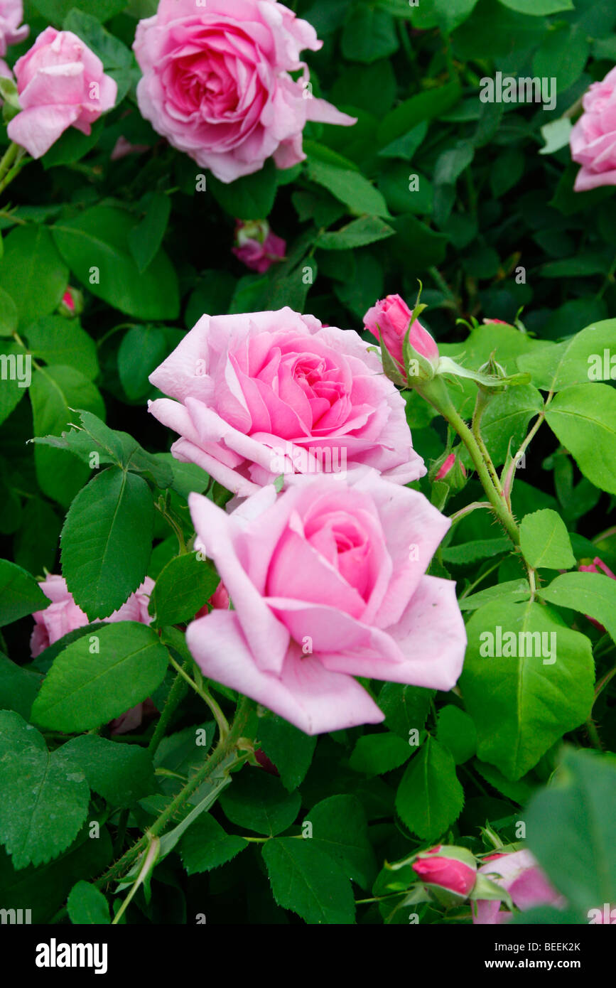 Rose rosa comte de chambord rose hi-res stock photography and images ...