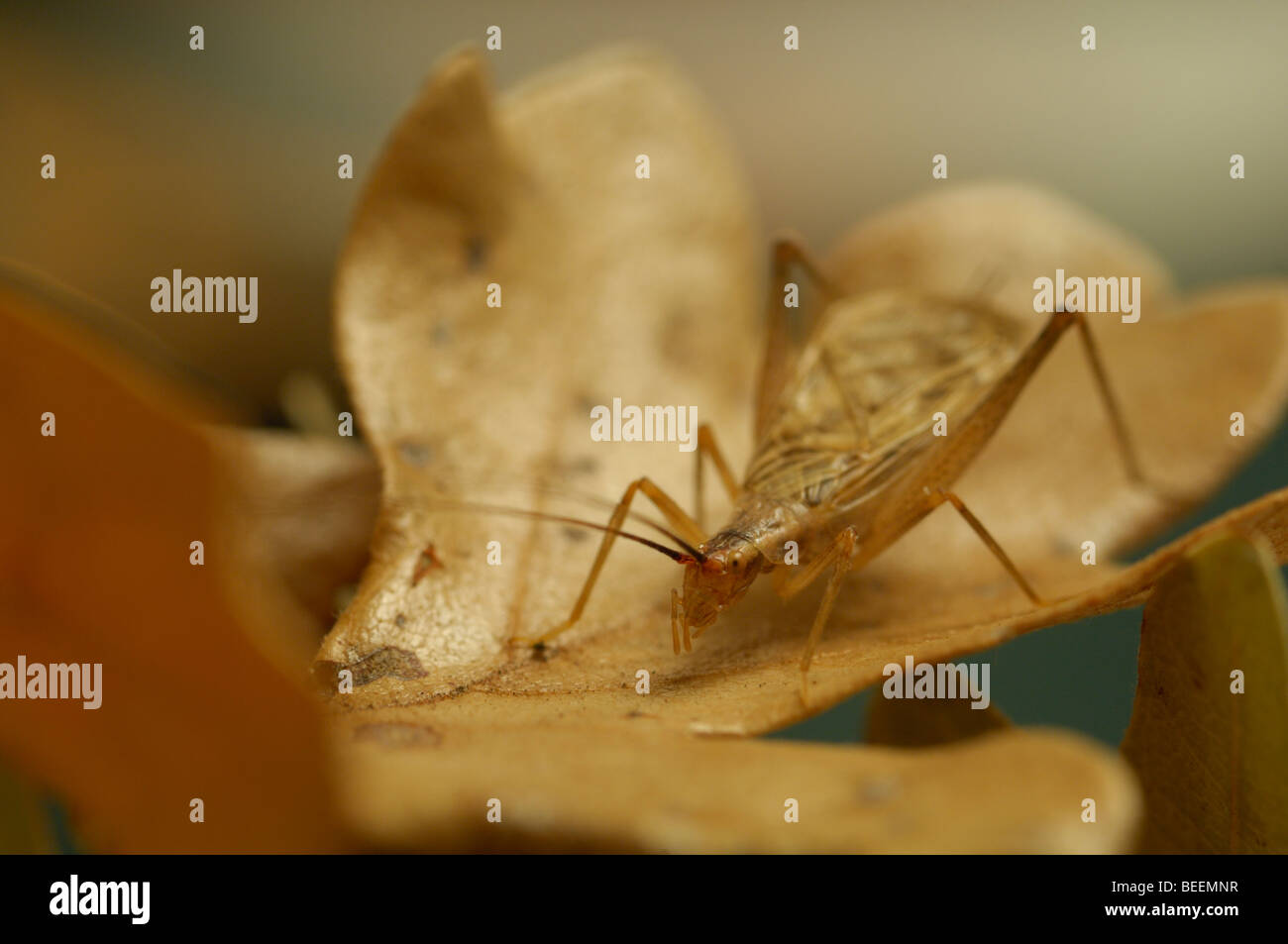 Cricket cricket hi-res stock photography and images - Alamy