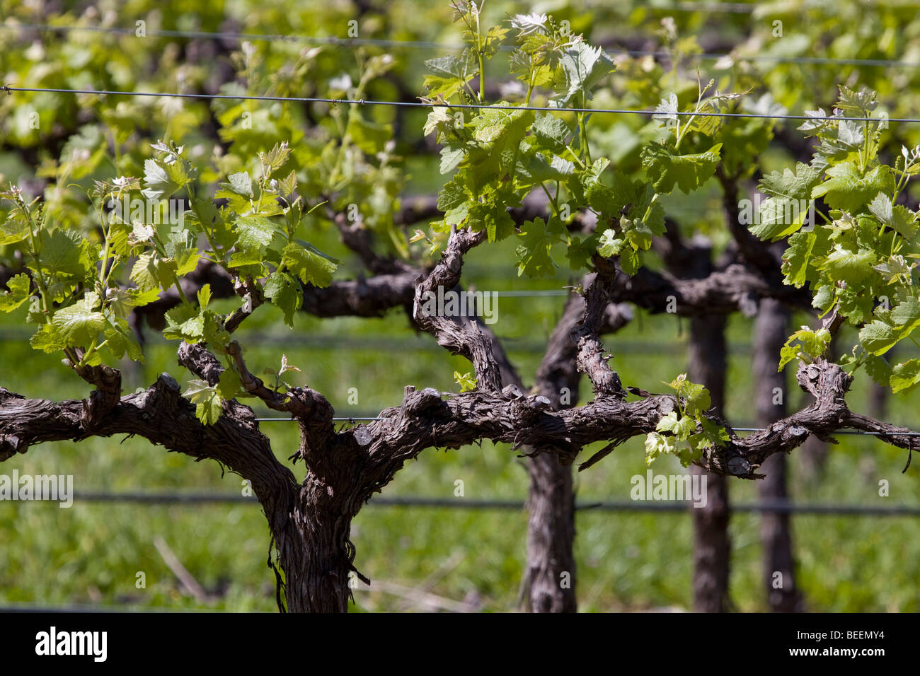 Vines growing on post and wire systems Stock Photo - Alamy